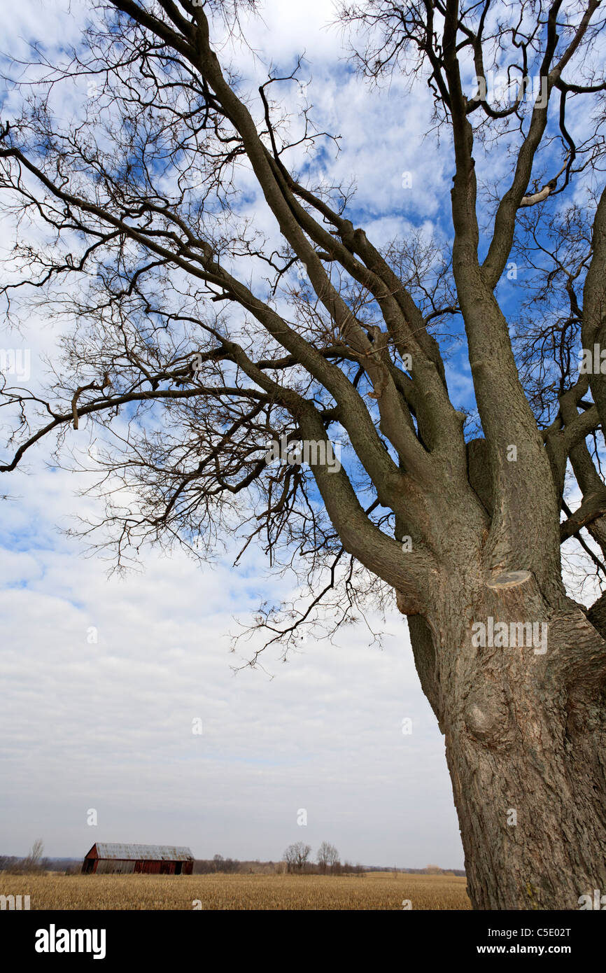 Old tree in front of winter farming field Stock Photo - Alamy