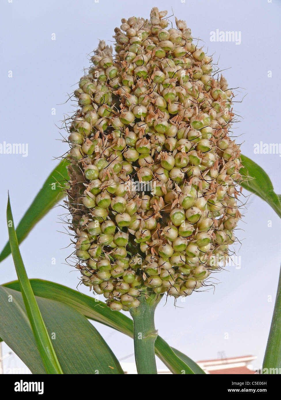 Corns of Sorghum bicolor, Jawar, India Stock Photo - Alamy