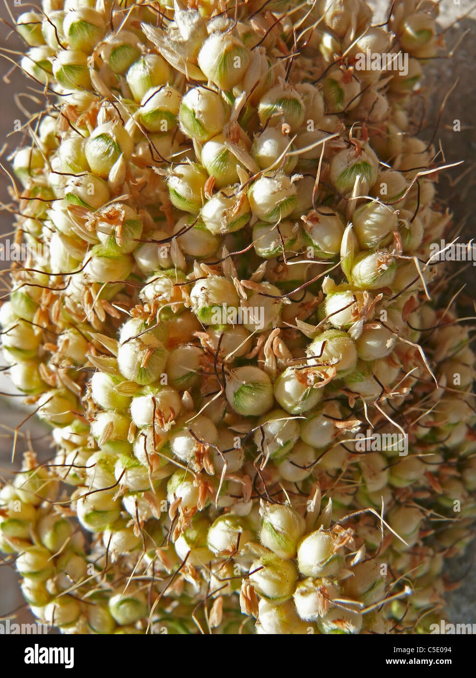 Corns of Sorghum bicolor, Jawar, India Stock Photo - Alamy