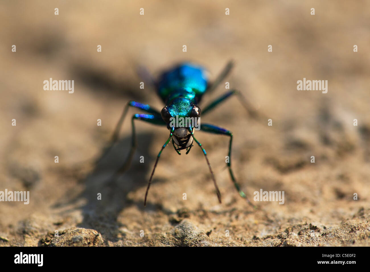 Beetle head hi-res stock photography and images - Alamy