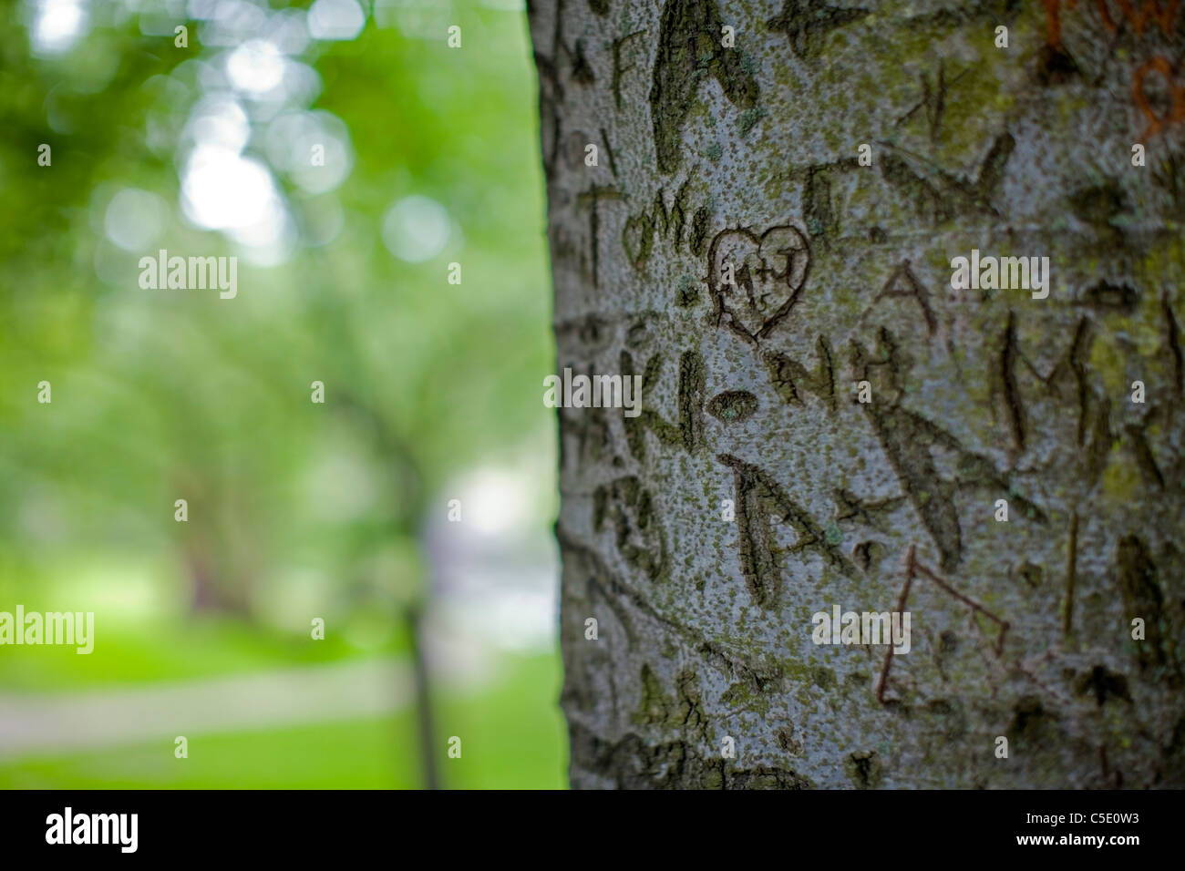 Tree marking love hi-res stock photography and images - Alamy