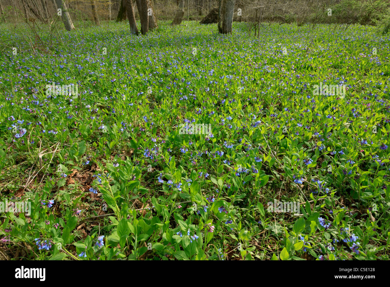 Field of bluebells in the Spring Stock Photo - Alamy