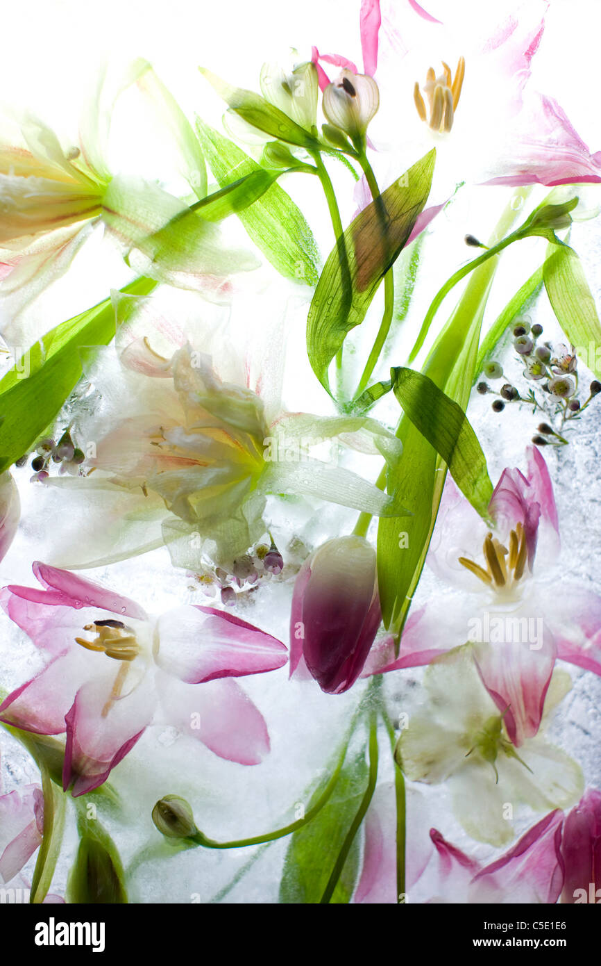 Flowers Stock Photos & Flowers Stock Images - Alamy