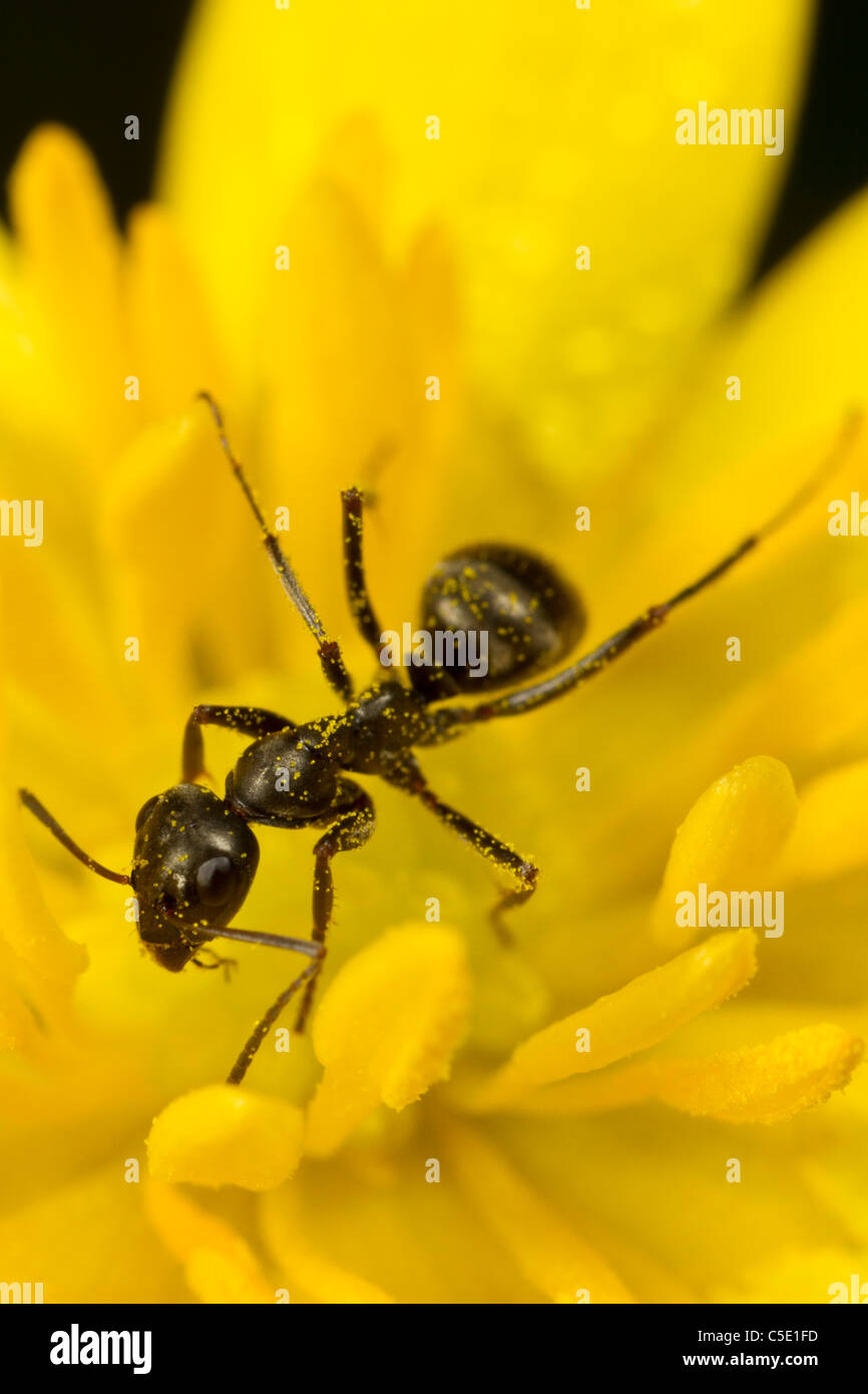 Ant closeup hi-res stock photography and images - Alamy
