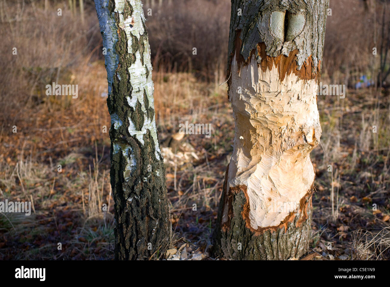 Tree Trunks Up Close High Resolution Stock Photography and Images - Alamy