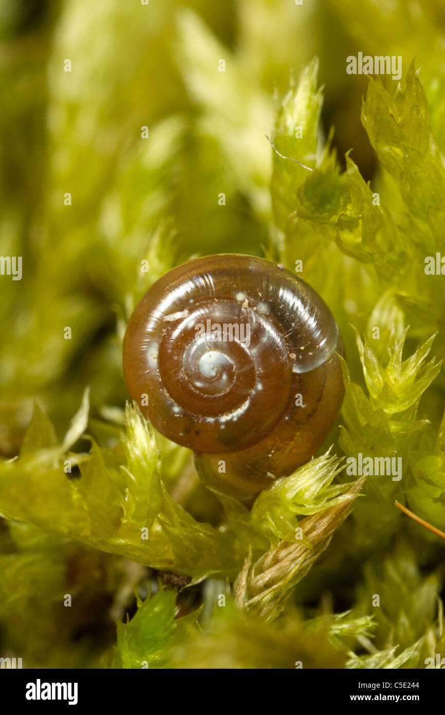 Snail in moss Stock Photo - Alamy