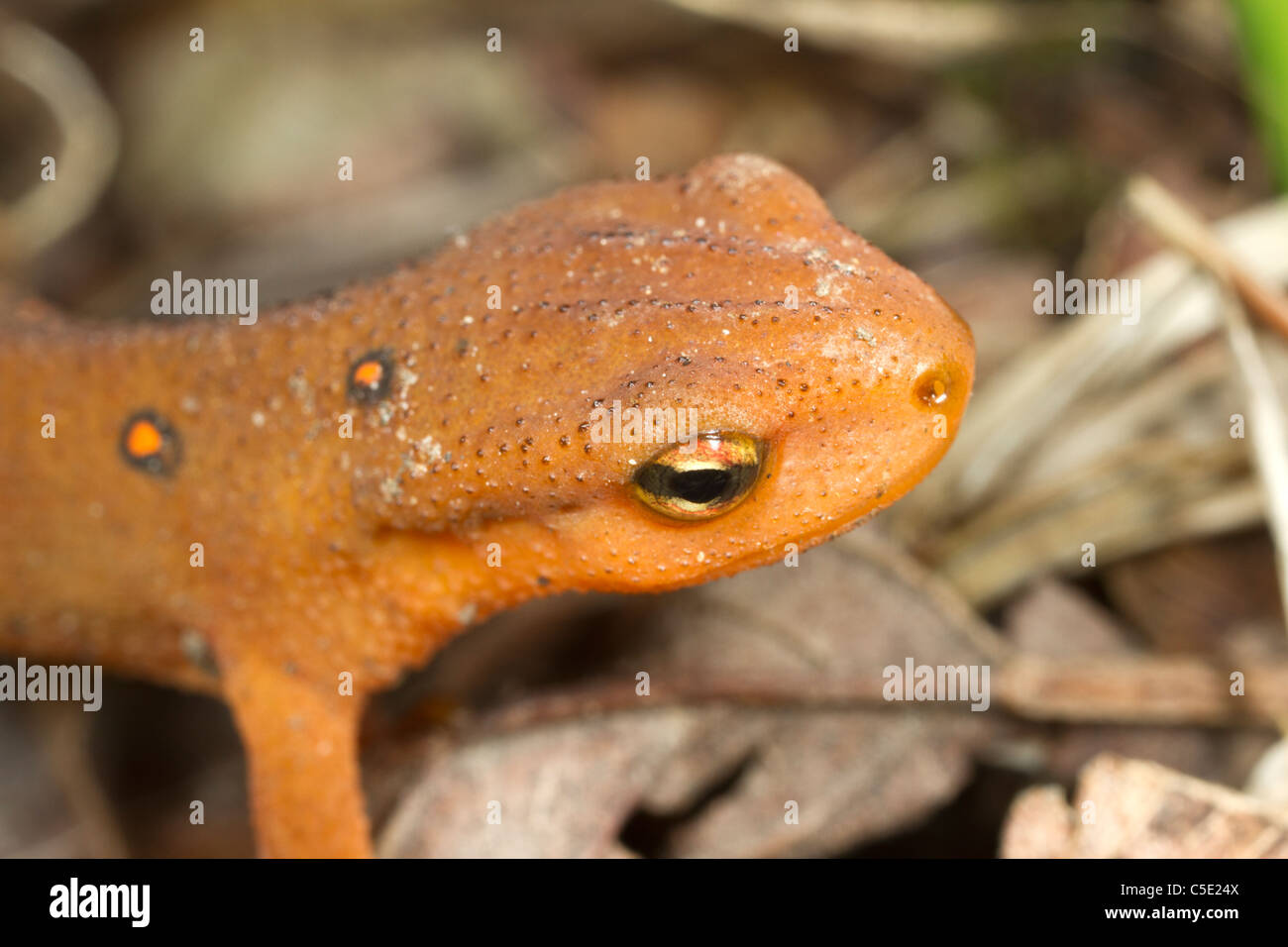 Eft (Notophthalmus viridescens Stock Photo - Alamy