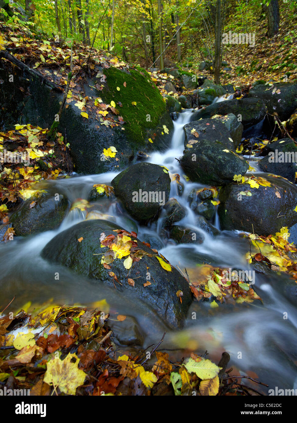 Brook through the forest hi-res stock photography and images - Alamy