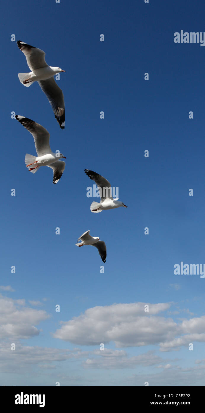 A flock of Seagulls in flight Stock Photo - Alamy