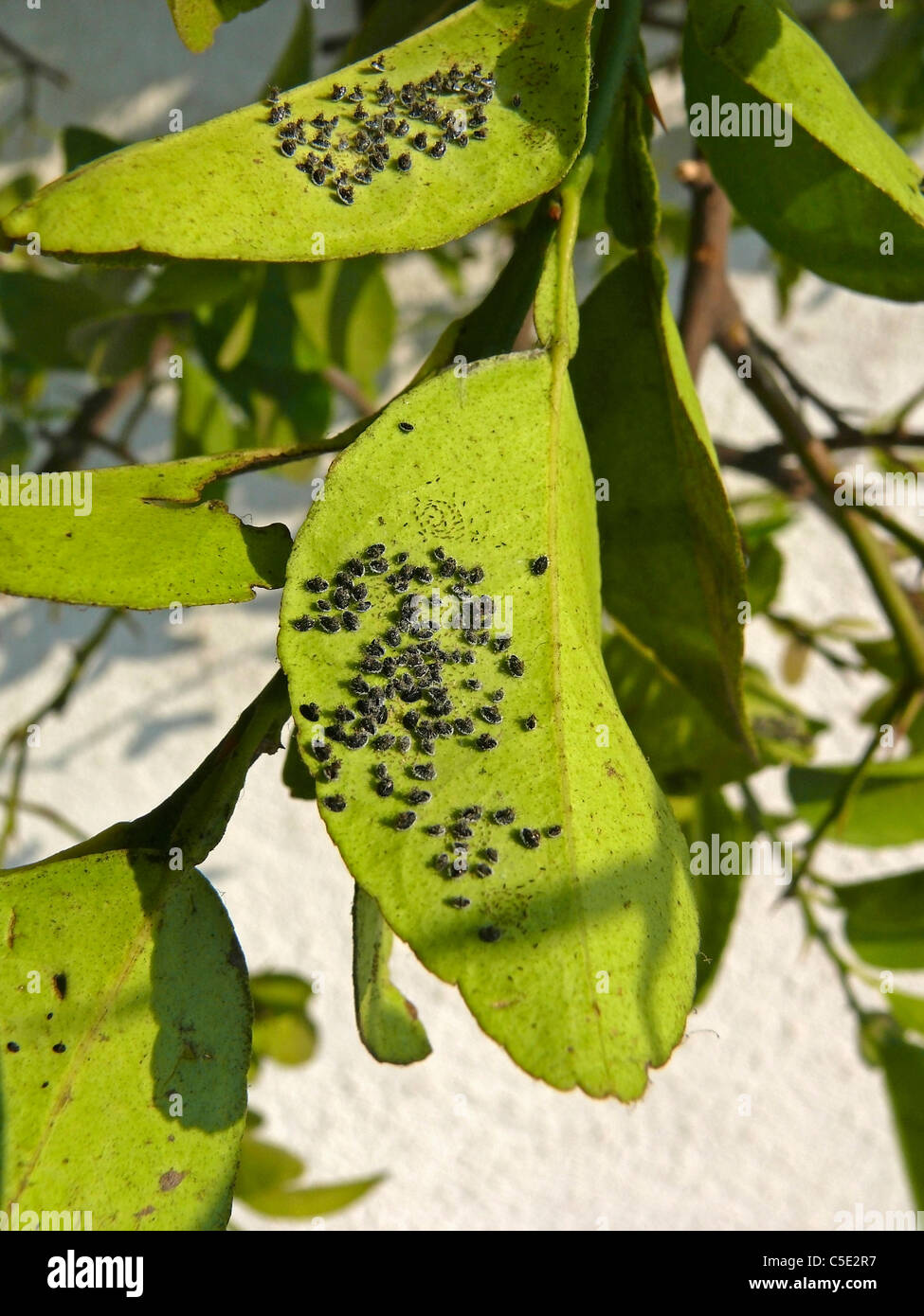Lace bugs hi-res stock photography and images - Alamy