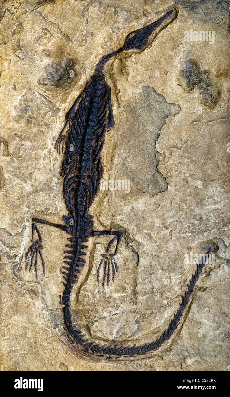 Close-up of a lizard fossil on the stone Stock Photo: 37803582 - Alamy