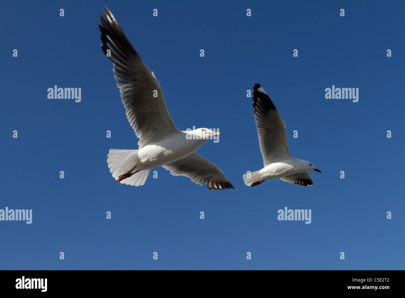 A pair of Seagulls in flight Stock Photo - Alamy