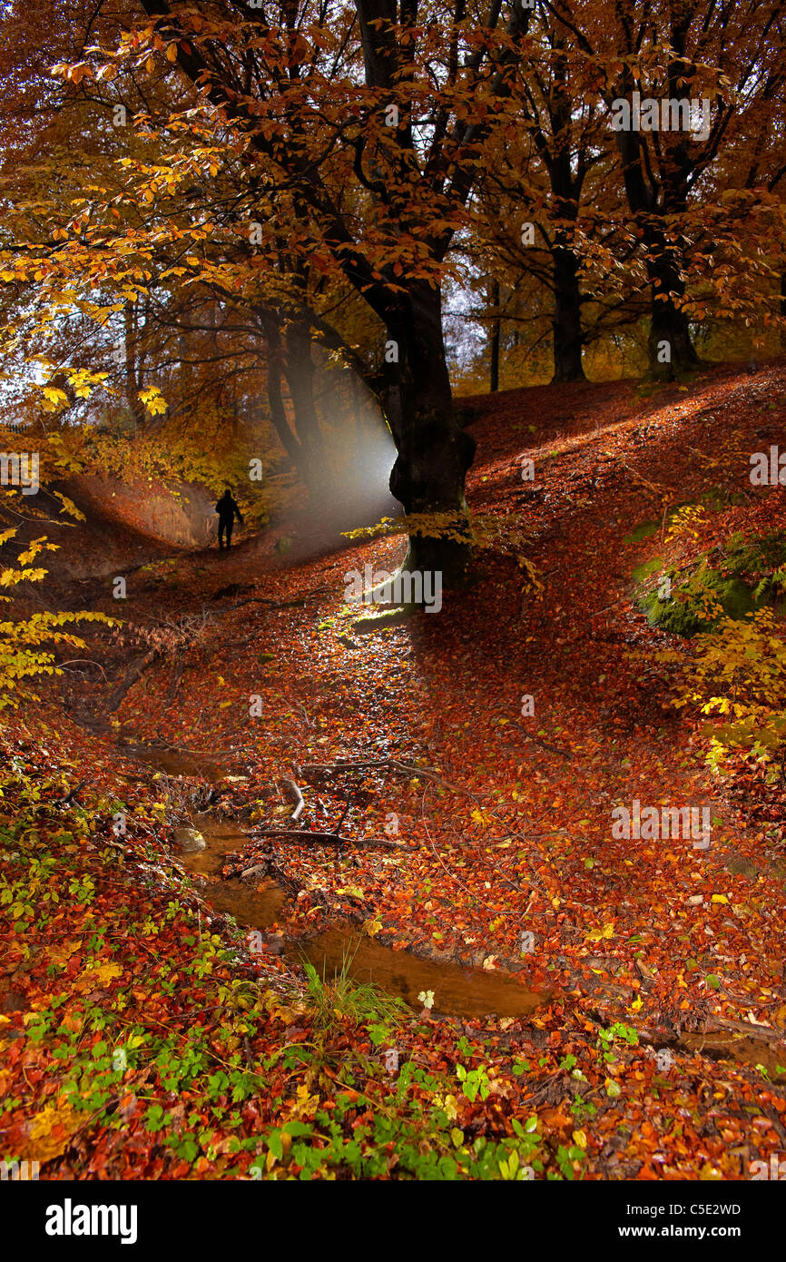 Beech on the slope hi-res stock photography and images - Alamy