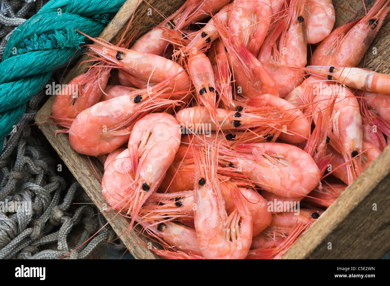 Pandalus shrimp hi-res stock photography and images - Alamy