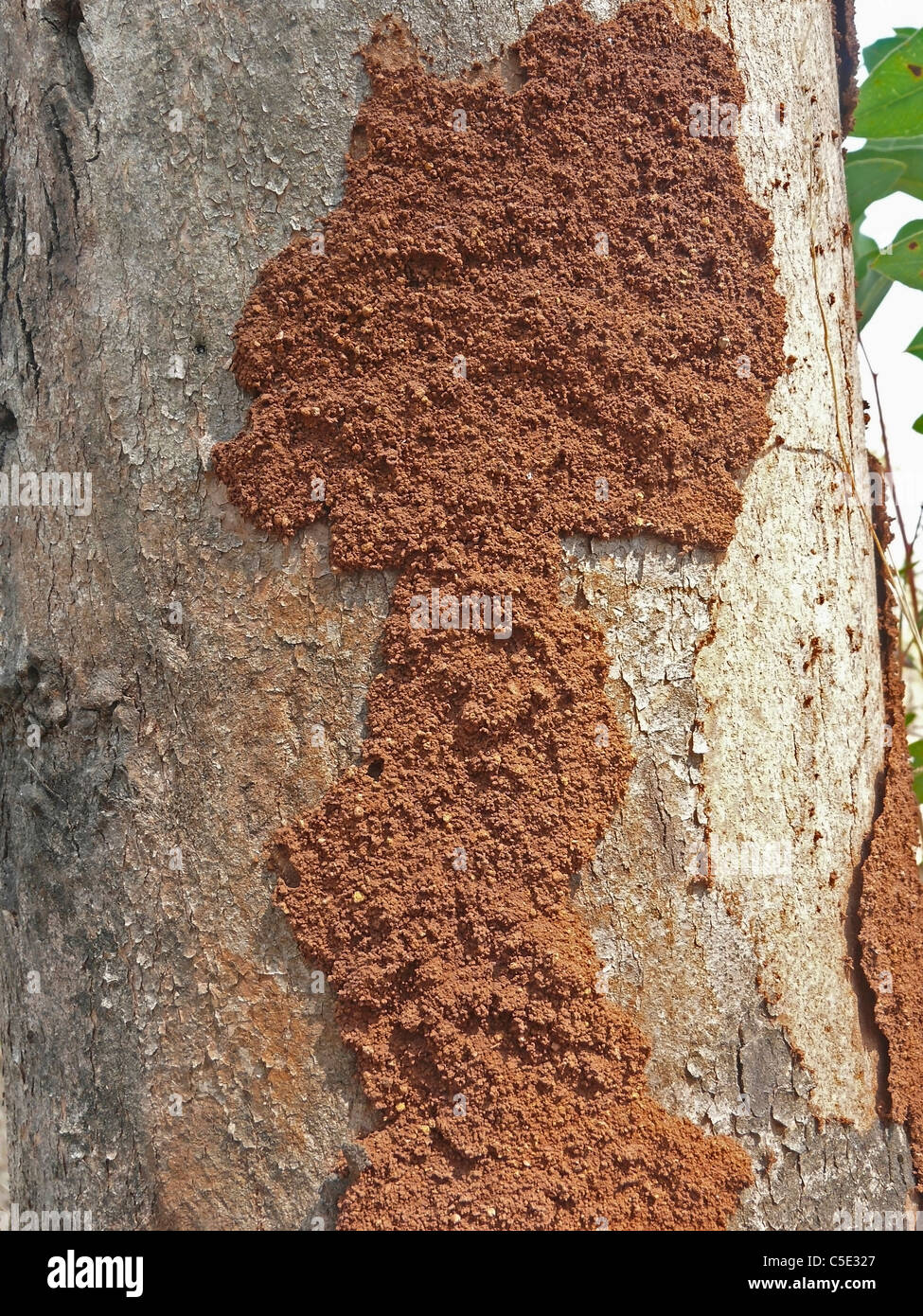 White ants, Canker Worms Stock Photo - Alamy