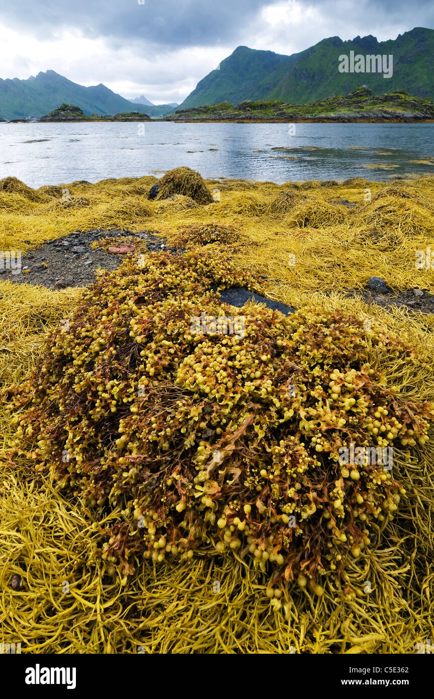 Tangle Of Seaweed High Resolution Stock Photography and Images - Alamy