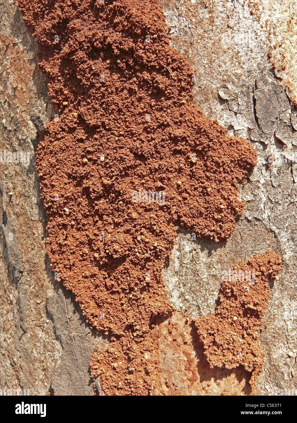 White ants, Canker Worms Stock Photo - Alamy