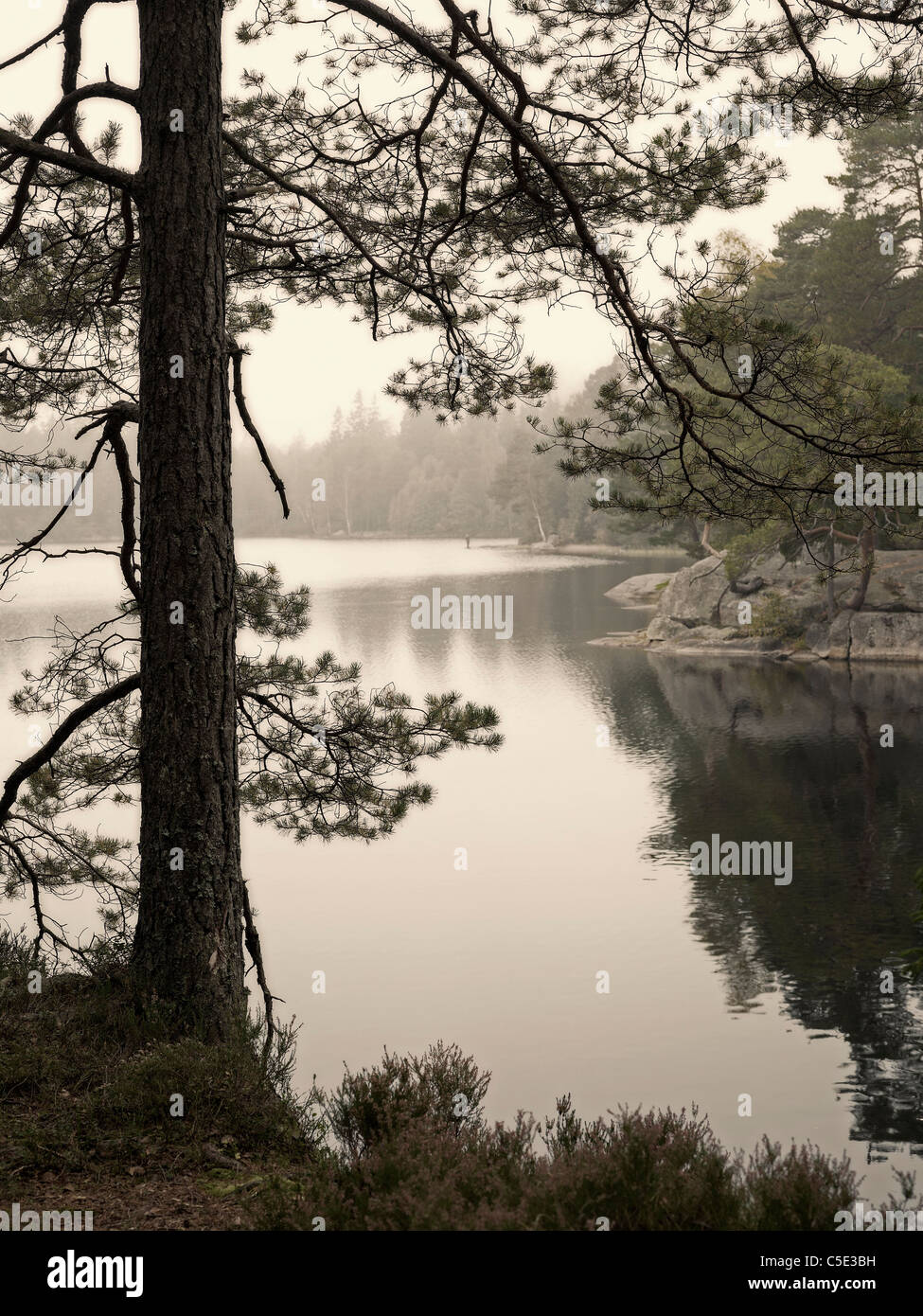 Scenic shot of reflection of trees in peaceful and calm water Stock ...