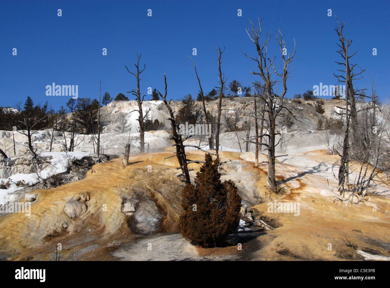Mammoth hot spring, Main Terrace, Yellowstone NP. Montana, USA Stock ...