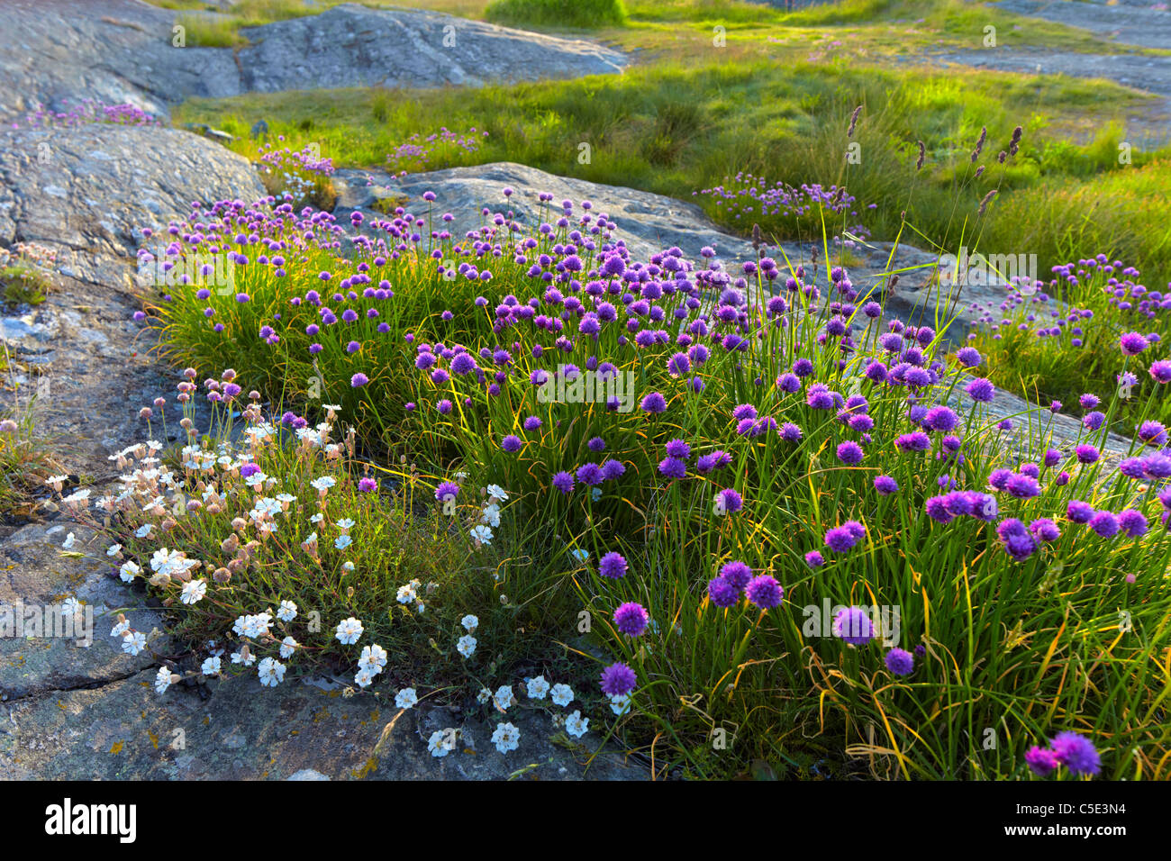 Rock Chives High Resolution Stock Photography and Images - Alamy