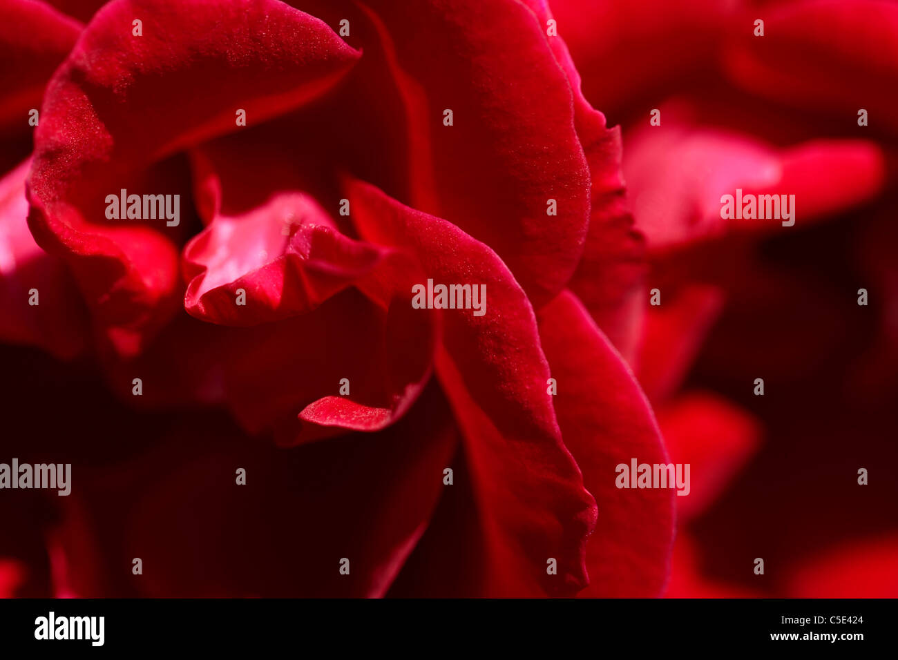 Red Rose High Resolution Stock Photography and Images - Alamy