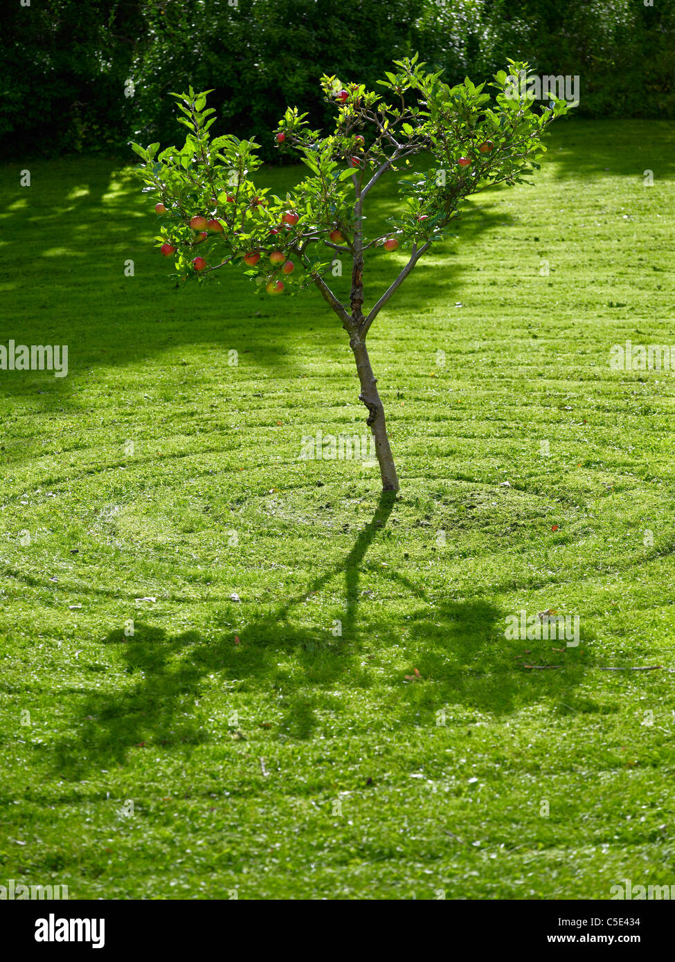 Tree shadow on the meadow hi-res stock photography and images - Alamy