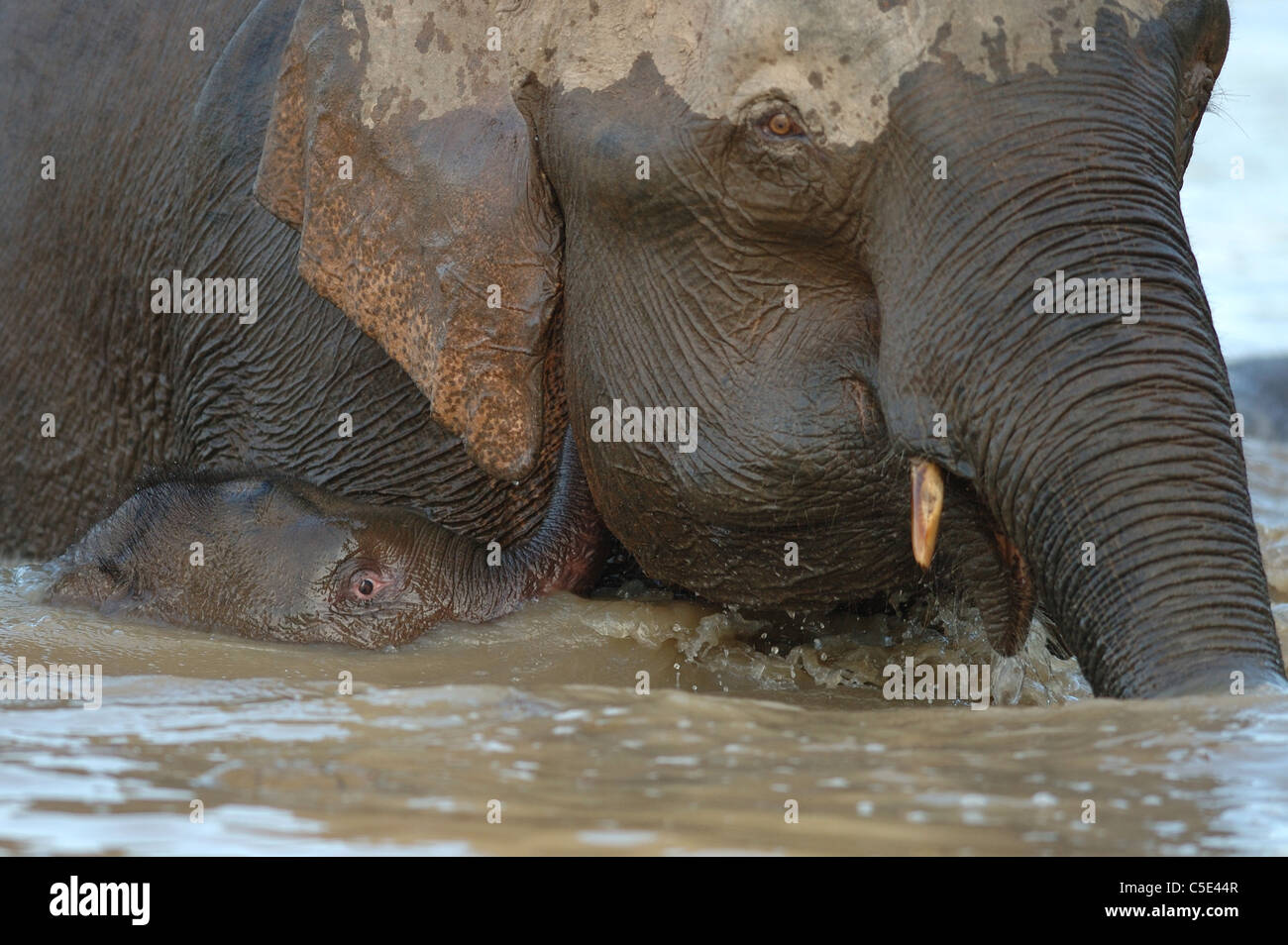 Dwarf Elephant Pet