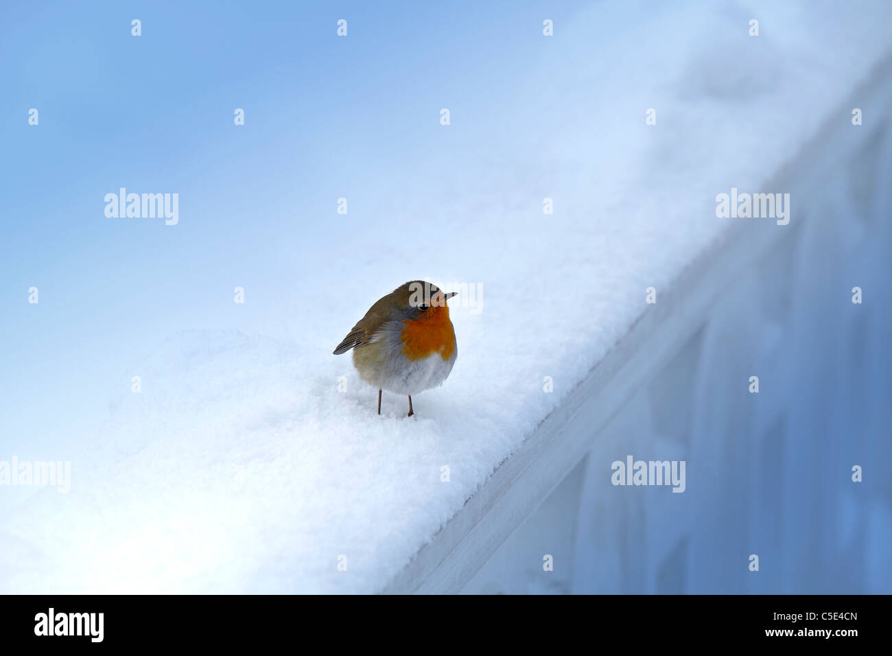 Robin Looking Up High Resolution Stock Photography and Images - Alamy