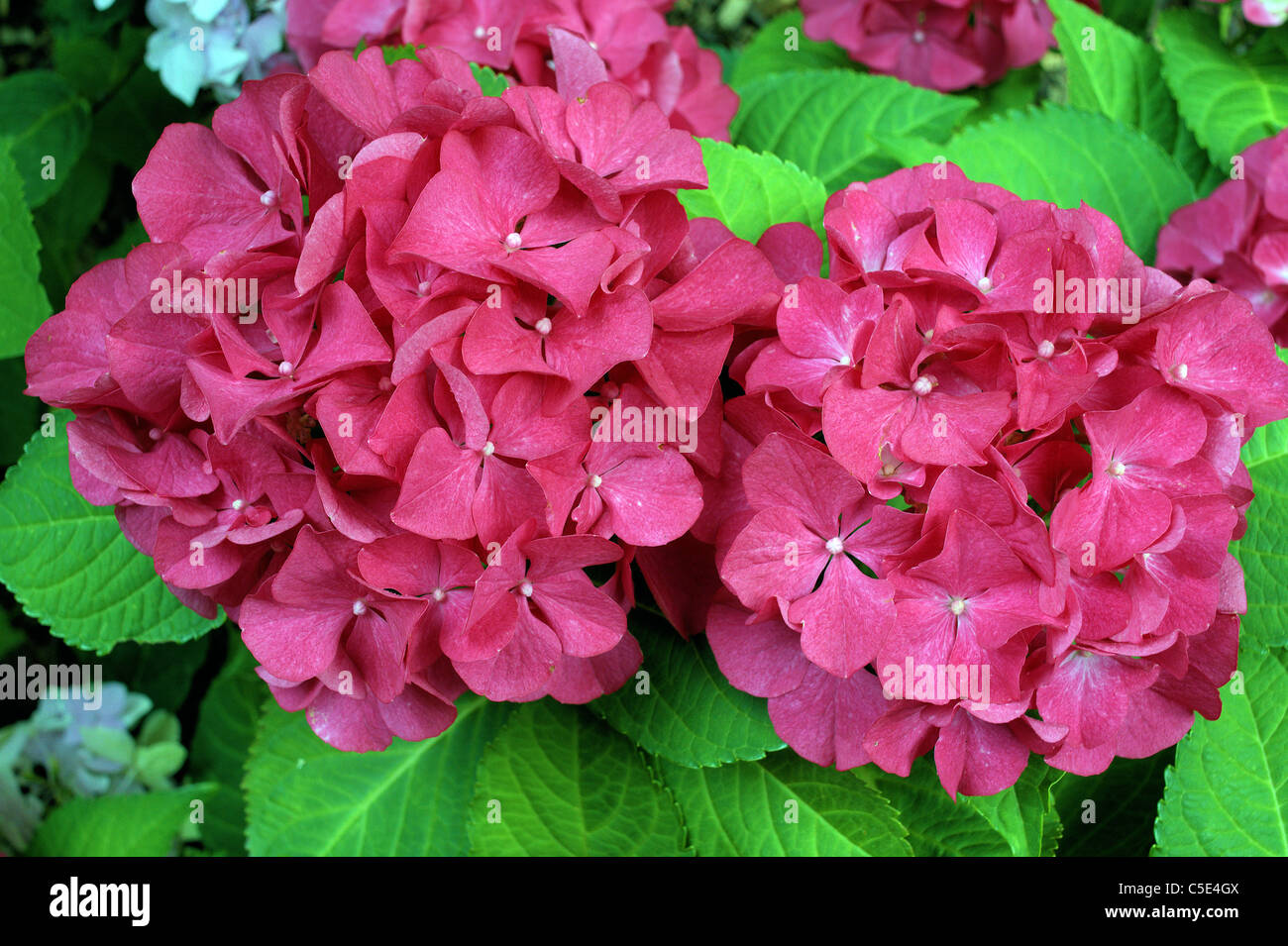 Red hydrangea blossom Stock Photo - Alamy