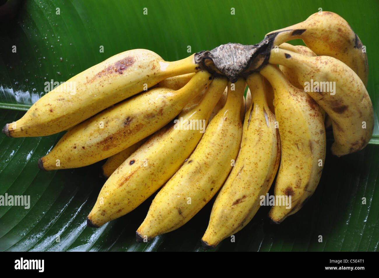 Mini Banana from South India Stock Photo - Alamy