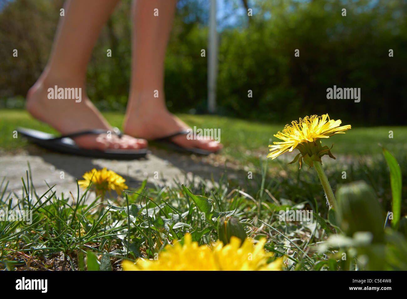 Florification hi-res stock photography and images - Alamy