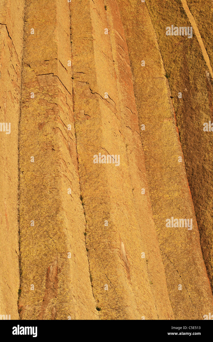 vertical image of Devils Tower Columns with yellow lichen Stock Photo ...