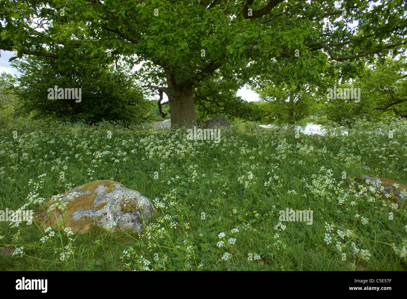 Leafy Cow High Resolution Stock Photography and Images - Alamy