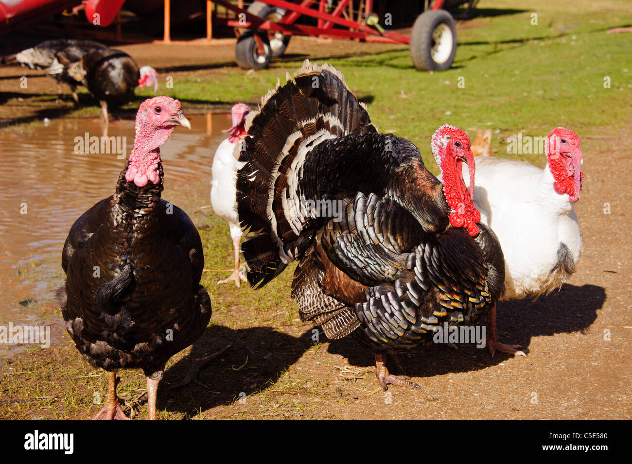 Turkeys in the farmyard Stock Photo - Alamy