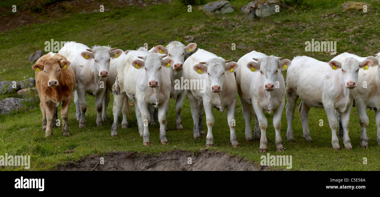 Cow in a pen hi-res stock photography and images - Alamy