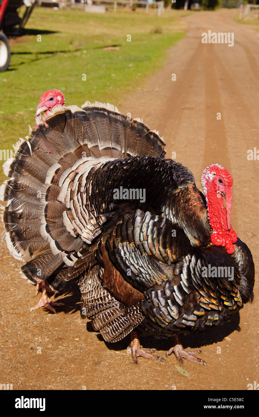 Turkeys in the farmyard Stock Photo - Alamy