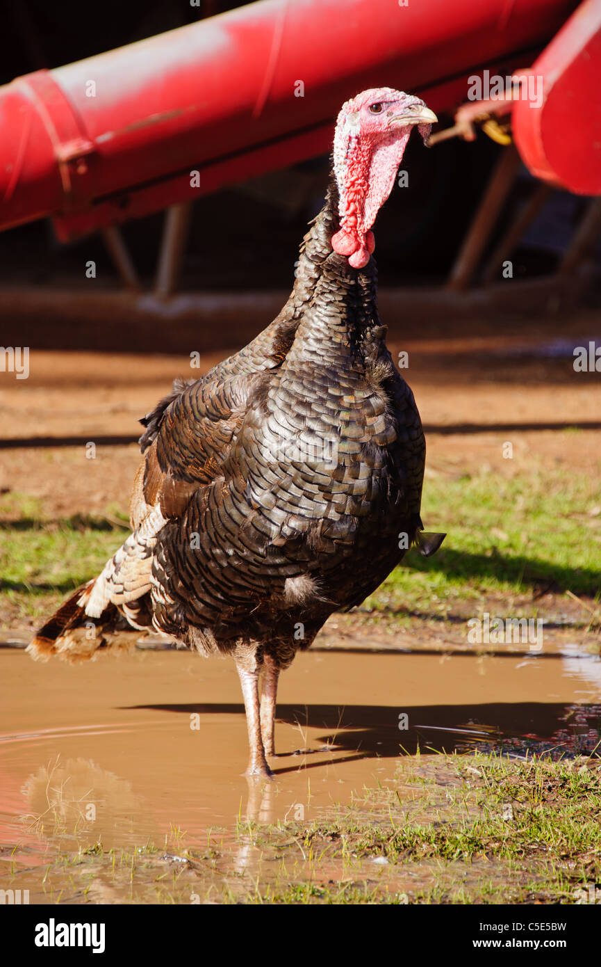 Turkeys in the farmyard Stock Photo - Alamy