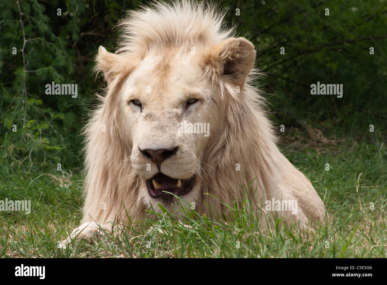 Alpha male lion hi-res stock photography and images - Alamy