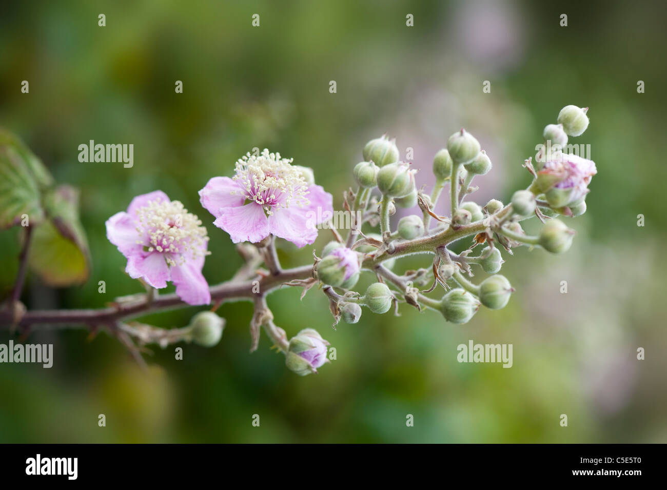 Pink Bramble flowers - Rubus Stock Photo - Alamy