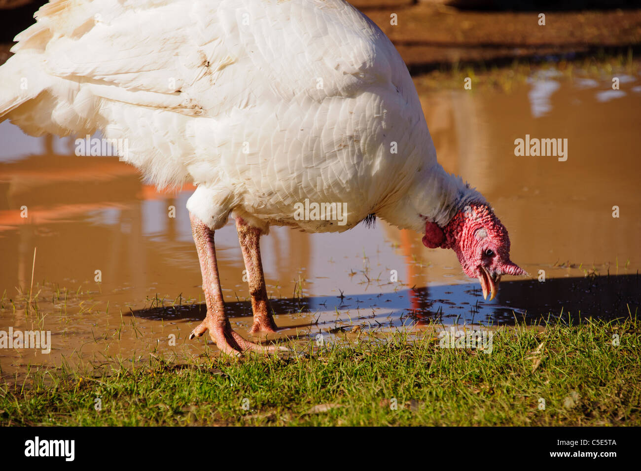 Turkeys in the farmyard Stock Photo - Alamy