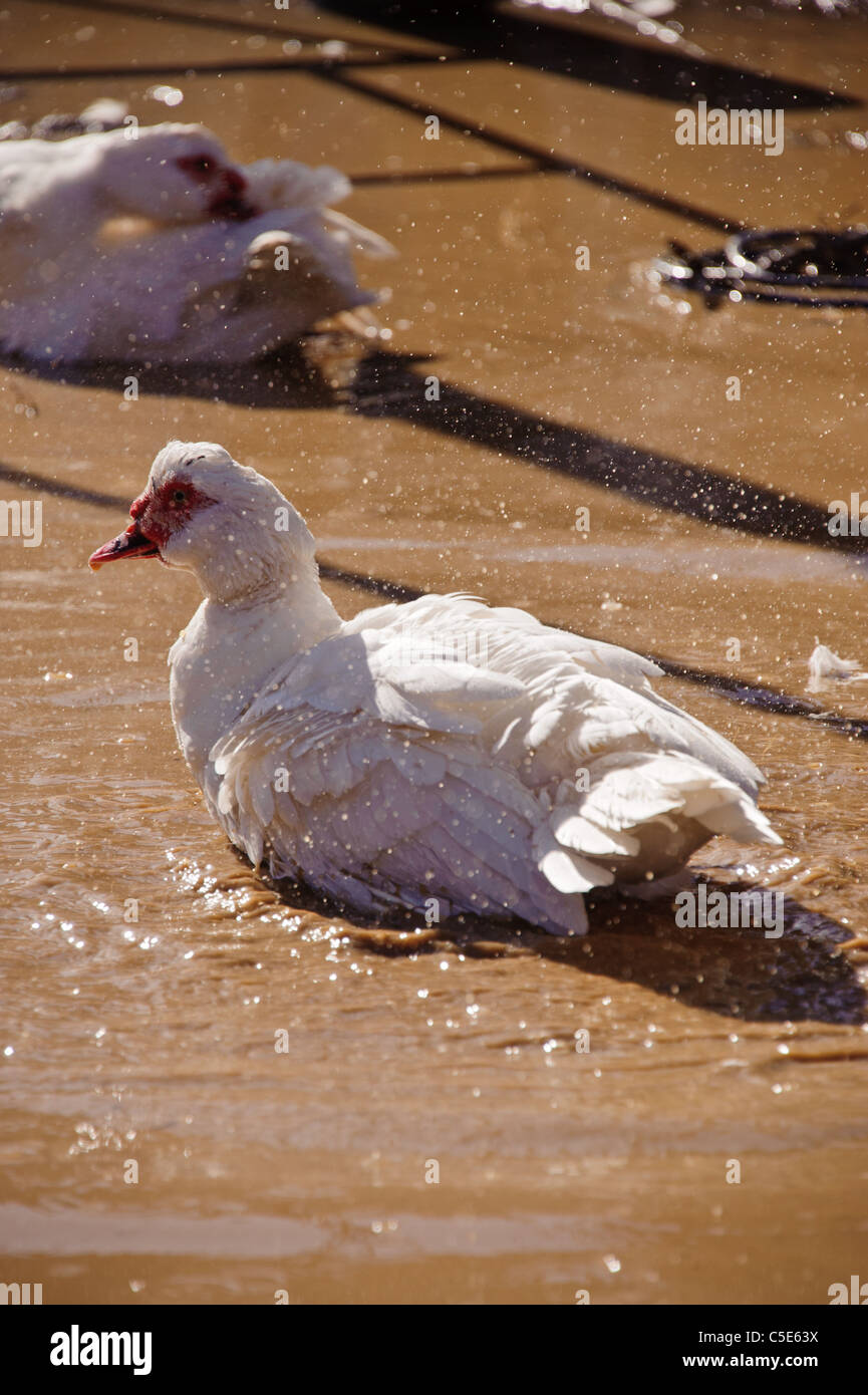 Ducks play in a farmyard puddle Stock Photo - Alamy