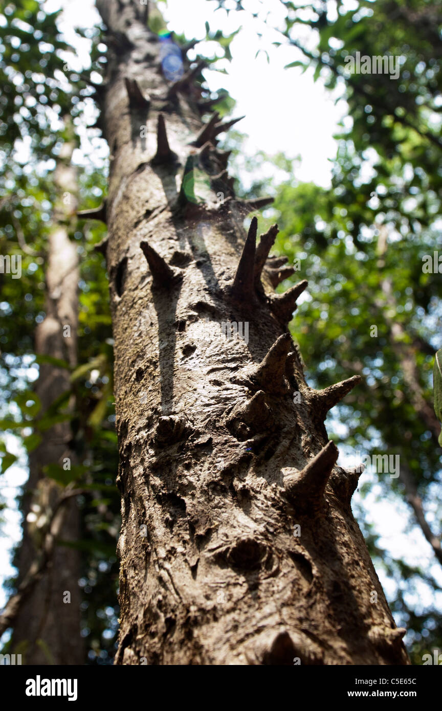 Vertical spikes hi-res stock photography and images - Alamy