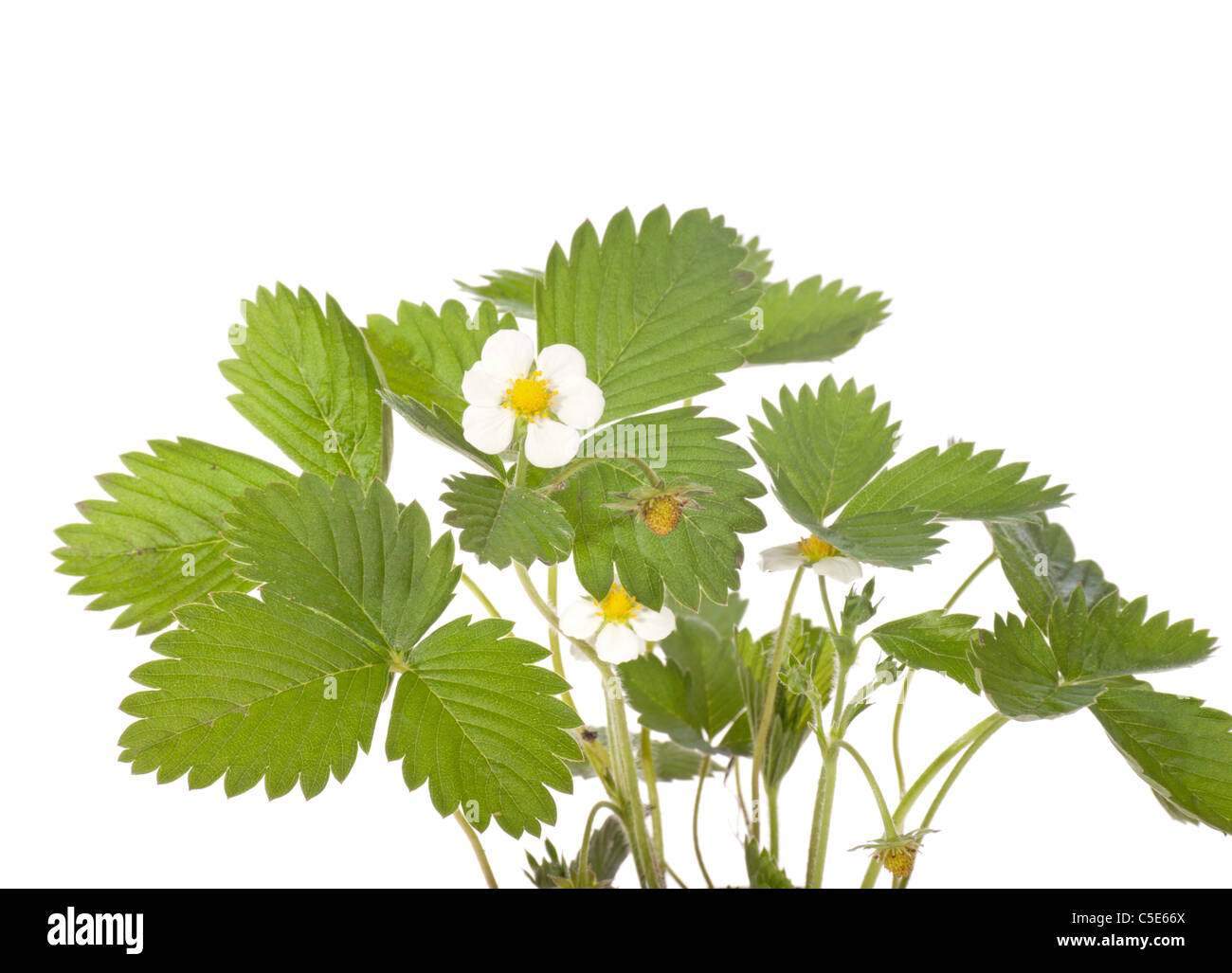White flower of wild strawberry hi-res stock photography and images - Alamy