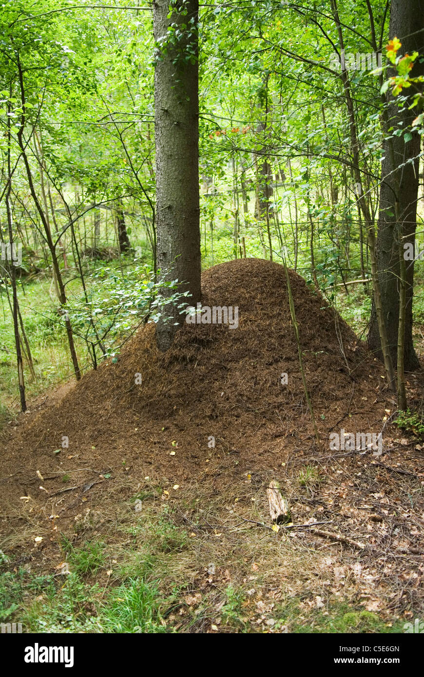Anthill in forest hi-res stock photography and images - Alamy