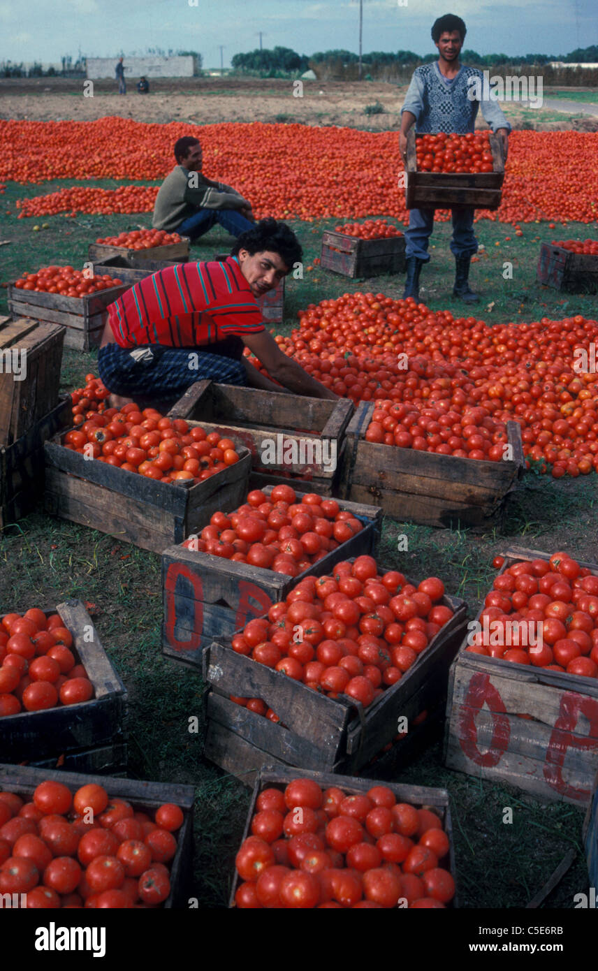 Men boxing tomatoes on the coastal plain south of Casablanca Morocco ...