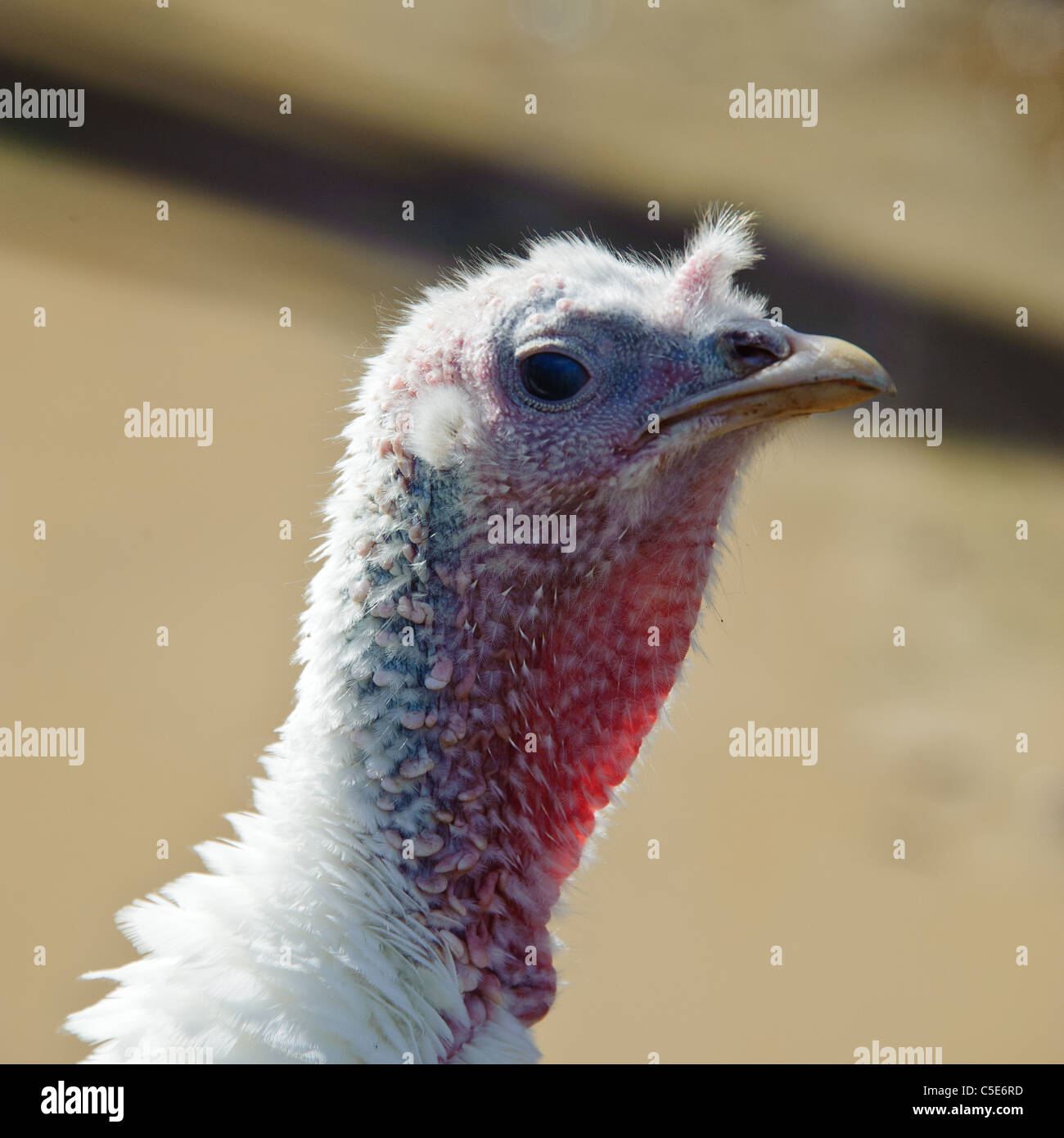 Turkeys in the farmyard Stock Photo - Alamy