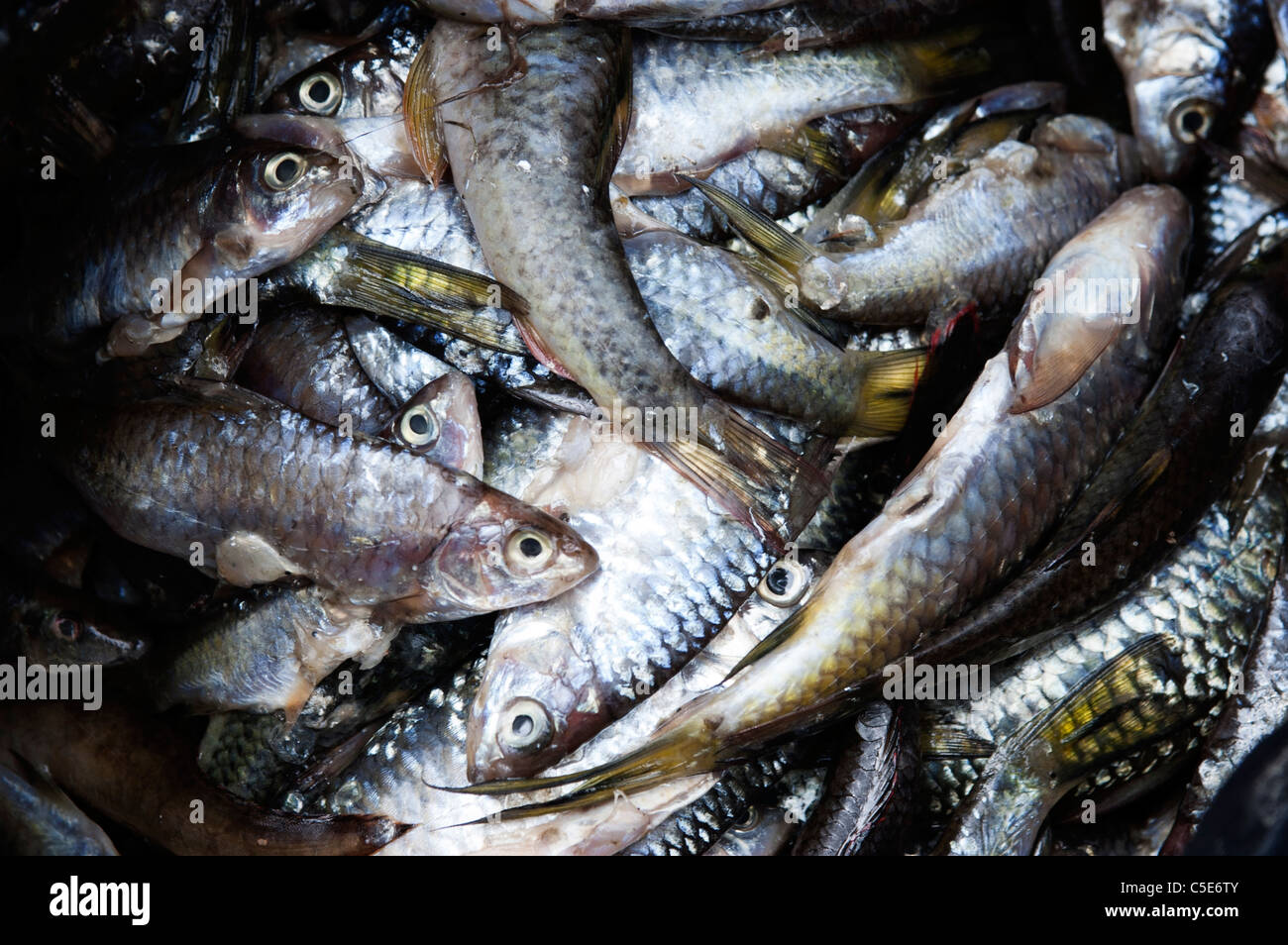 freshly caught fish in the river in the forest of Mondulkiri Stock ...