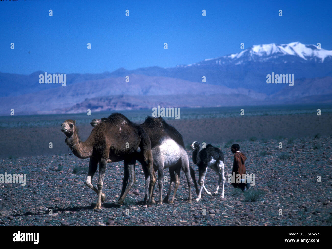 Berber boy and camels, landscape with pebble plain, west of Ouarzazate ...