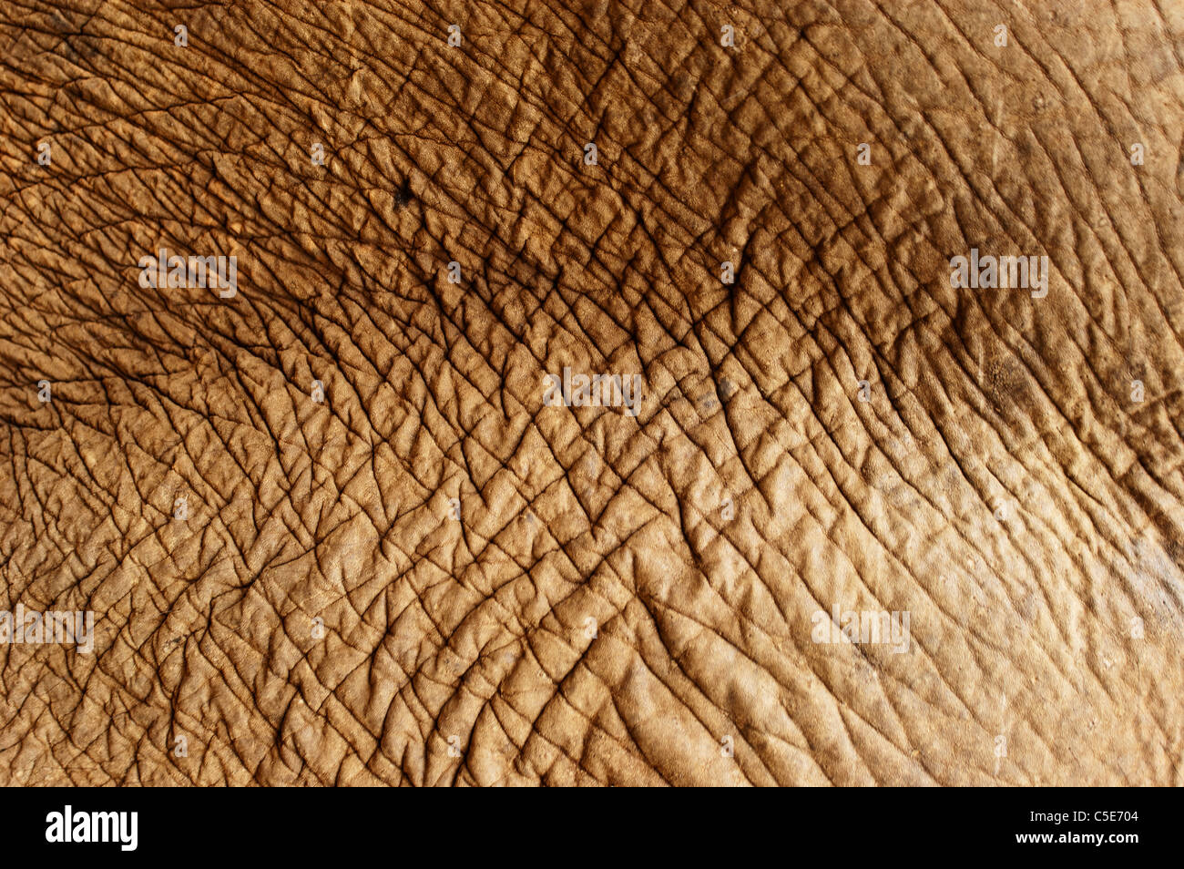 skin of elaphant Stock Photo - Alamy