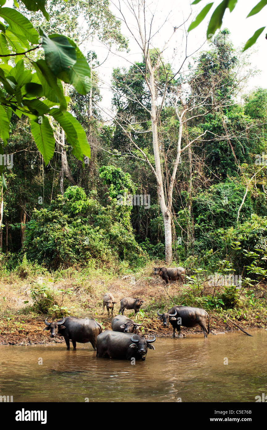 Cambodia bull hi-res stock photography and images - Alamy